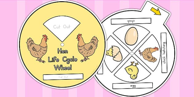 Hen Life Cycle Spin Wheel (teacher made) - Twinkl