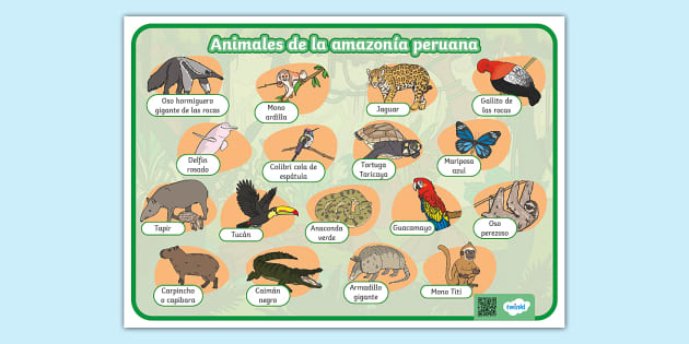 Afiche: Animales de la selva (Perú) (teacher made) - Twinkl