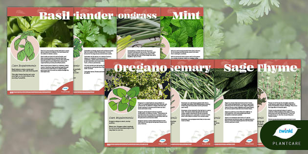 Common Herbs Pack, Plantcare, Fact File, Growing Herbs