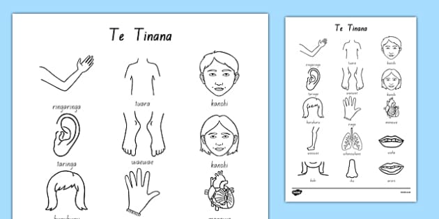 My Body Dictionary Colouring Sheet Te Reo Māori - Twinkl