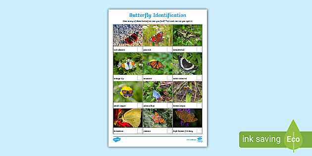KS1 Butterfly Identification Worksheet teacher Made ks1-butterfly-identification-worksheet-teacher-made