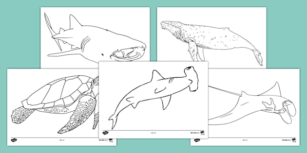 * NEW * Hojas para colorear: Animales acuaticos - Twinkl