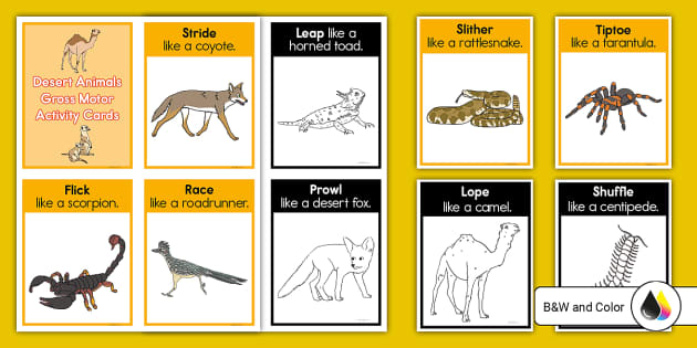 Desert Animals Gross Motor Activity Cards (teacher made)