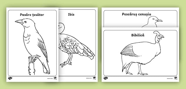 Păsări din Africa de Sud – Desene de colorat - Twinkl