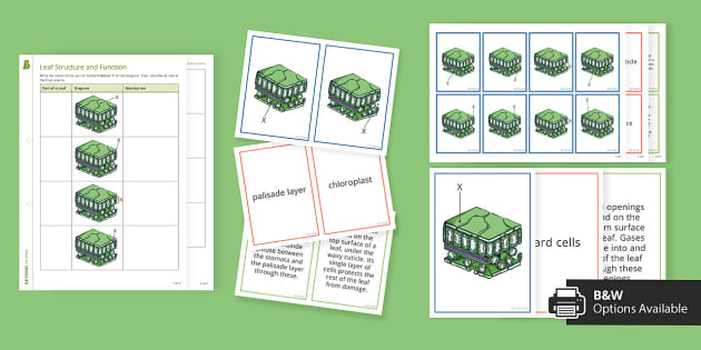 Leaf Structure And Function Resource Pack Biology Beyond