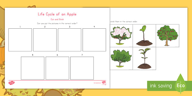 Life Cycle of an Apple Cut and Paste Activity (teacher made)