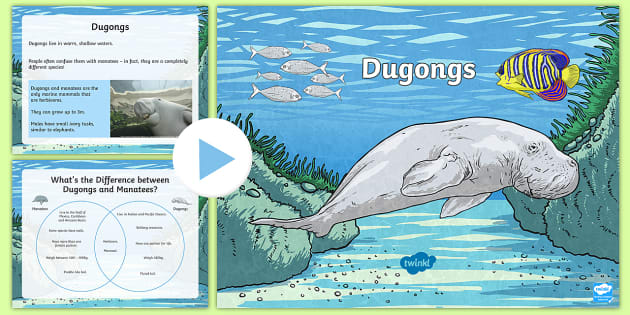 Dugong PowerPoint (phát triển bởi giáo viên) - Twinkl