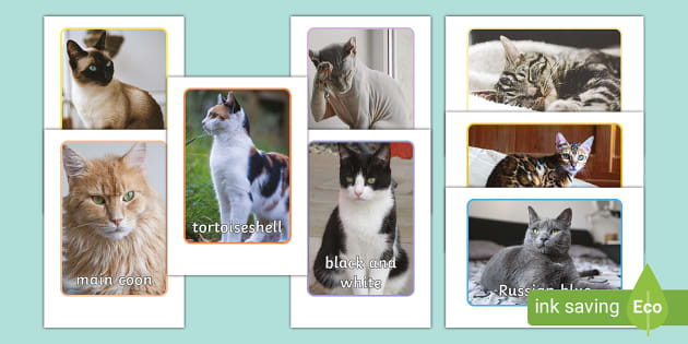 Cats Photo Pack (Teacher-Made) - Twinkl