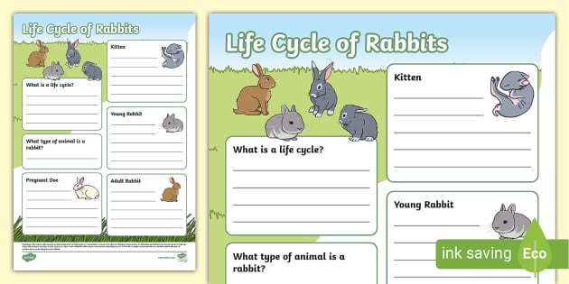 * NEW * Rabbit Life Cycle Fact File Template - Twinkl