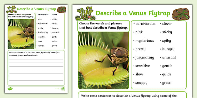 * NEW * Describe a Venus Flytrap Worksheet (teacher made)