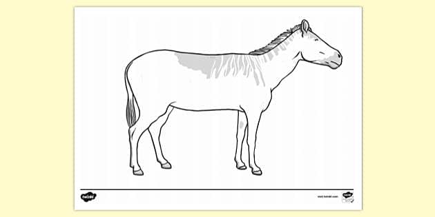 FREE! - Quagga Colouring Sheet | Colouring Sheets - Twinkl