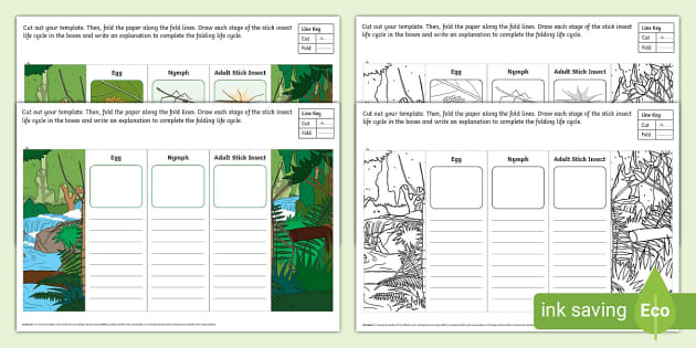 Stick Insect Folding Life Cycle Template (teacher made)