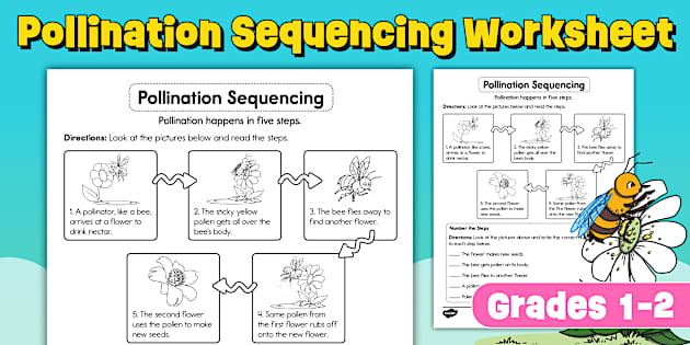 Pollination Sequencing Worksheet for 1st–2nd Grade