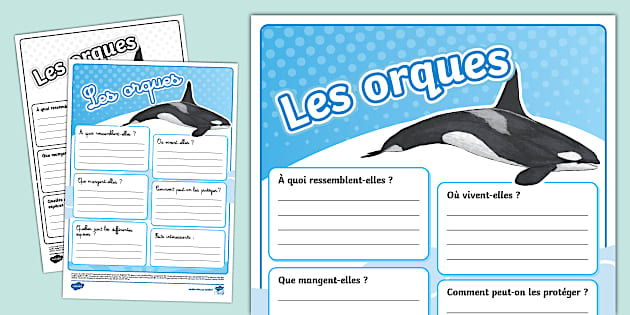 Fiche d'informations : Les orques - Twinkl Sciences