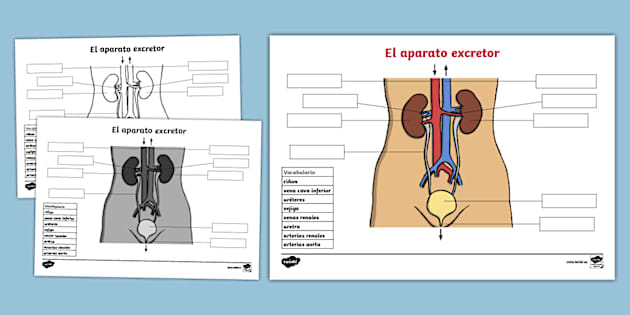 * NEW * Ficha de actividad: Etiqueta el aparato excretor