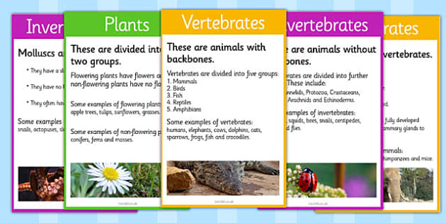 Classify Living Organisms, Vertebrates and Invertebrates Cards ...