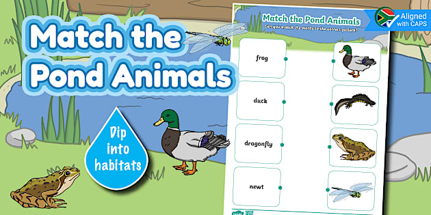 Foundation Phase Life Skills - Types of Animals That Live in Ponds ...