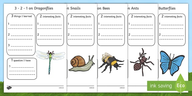 Minibeast Writing Frames (teacher made) - Twinkl
