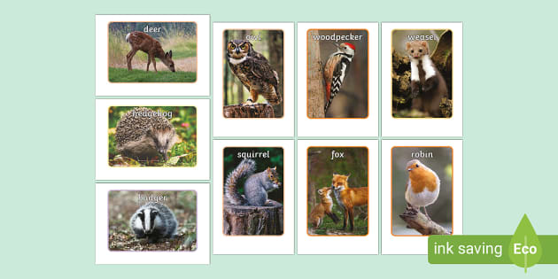Woodland Animals Photo Pack (Hecho por educadores) - Twinkl