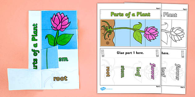FREE! - Parts of a Plant Foldable Interactive Visual Aid Template - plant