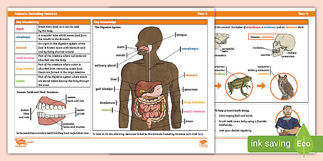 Year 4 Science Knowledge Organiser: Animals Including Humans