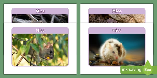 FREE! - Mice Photo Pack (teacher made) - Twinkl