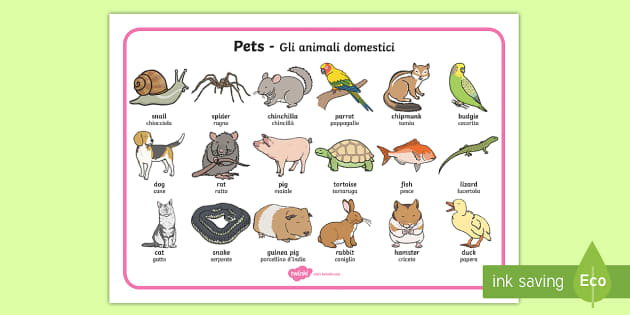 Pets Word Mat English/Italian - Pets Word Mat - Twinkl