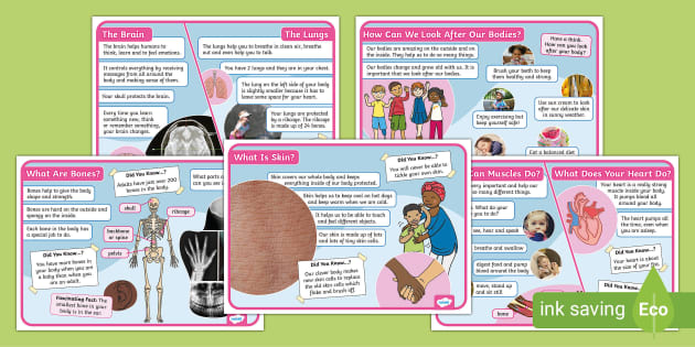 EYFS All About the Body Fact Files | Twinkl