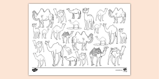 Camel Doodle Colouring Page (teacher made) - Twinkl