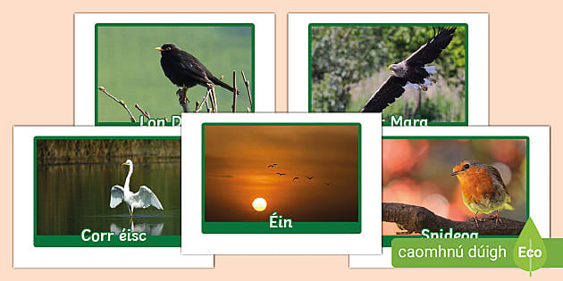 Irish Birds Display Photos (Gaeilge) (Teacher-Made) - Twinkl