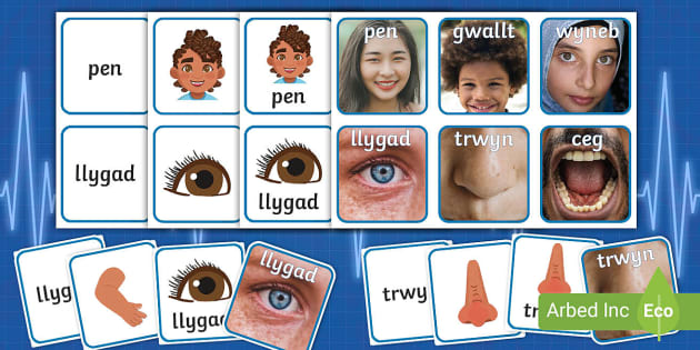 Y Corff: Cardiau Paru Rhannau'r Corff (teacher made)