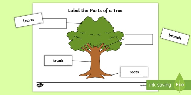 Label The Parts Of A Tree Worksheet Teacher Made 