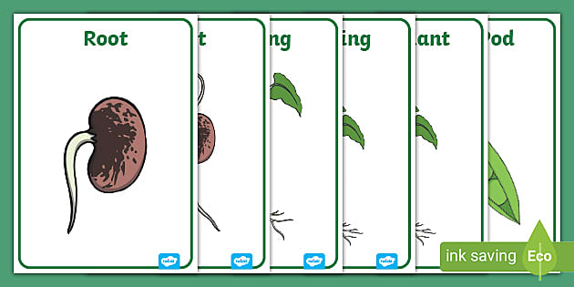 Life Cycle of a Bean Display Posters (teacher made)