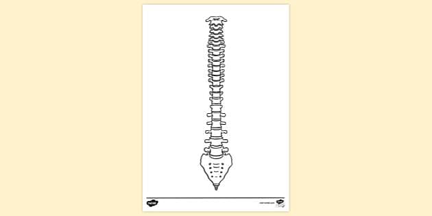 FREE! - Spines Colouring | Colouring Sheets (teacher made)