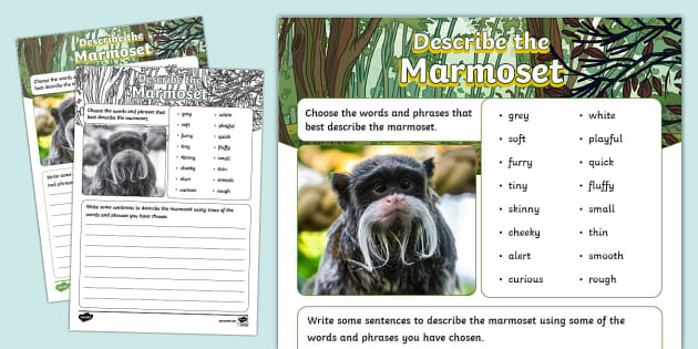Describe the Marmoset Worksheet