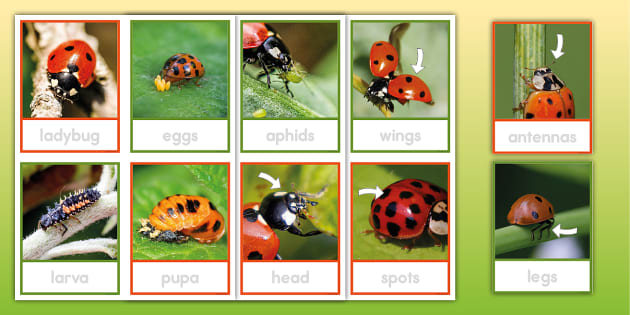 Ladybug Life Cycle Tracing Photo Word Cards (teacher made)