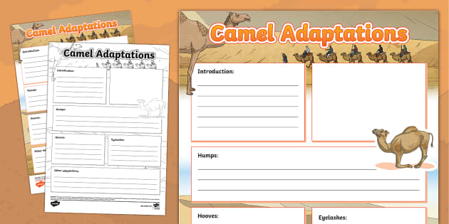 Camel Adaptations Non-Chronological Report Template - Twinkl