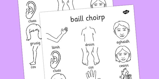 My Body Dictionary Colouring Sheet Gaeilge Teacher Made