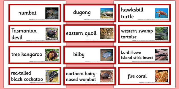 Endangered Australian Animals Word Cards (teacher made)