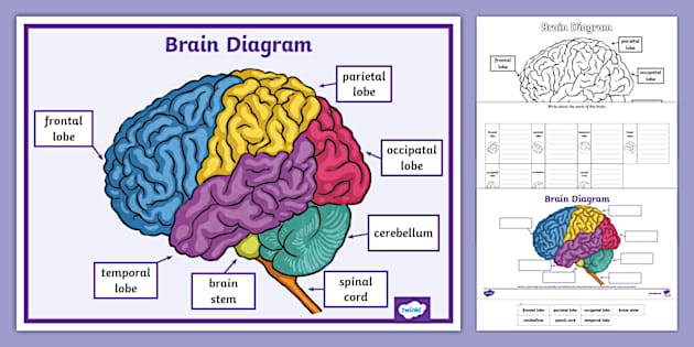 Diagram of the Brain Activity Pack (teacher made) - Twinkl