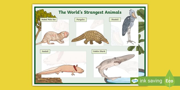 The World's Strangest Animals Display Poster - Twinkl