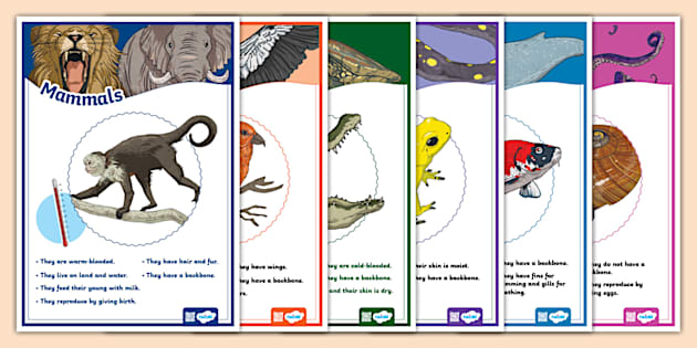 Animal Classification Poster (professor feito) - Twinkl Animal Classification Poster (professor feito) - Twinkl