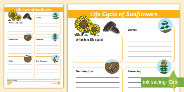 * NEW * Life Cycle of Sunflowers Fact File Template - Twinkl