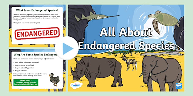 All About Endangered Species PowerPoint - Twinkl - KS1