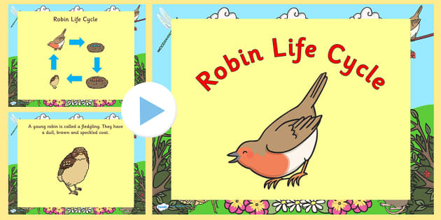 Robin Life Cycle PowerPoint - robin life cycle, robin life cycle powerpoint