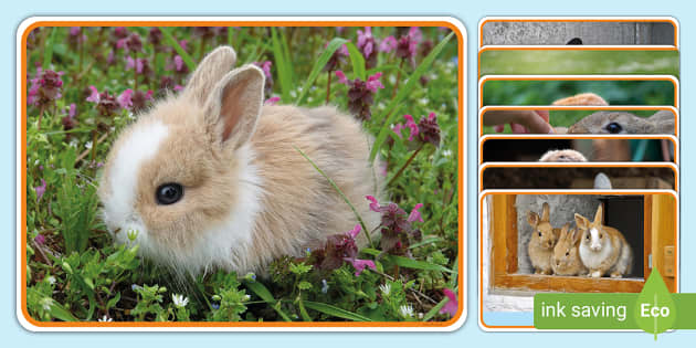 Rabbits Photo Display Pack (teacher made) - Twinkl