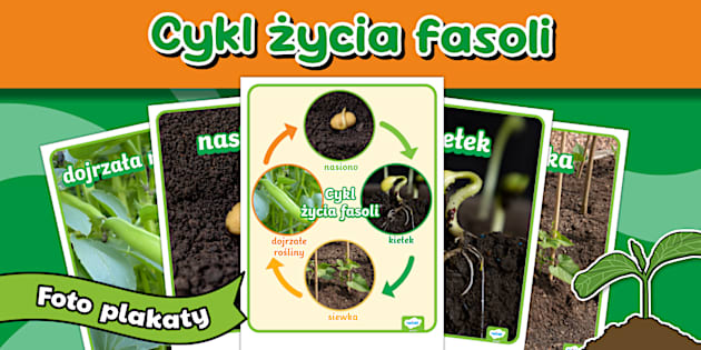 Cykl życia fasoli | Plakaty | Edukacja przyrodnicza