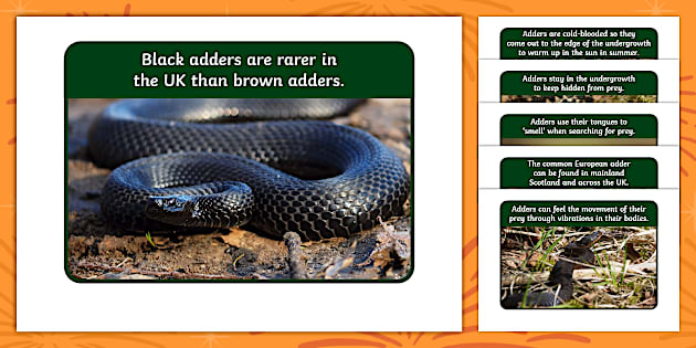 Adders Display Photo Pack (teacher made) - Twinkl