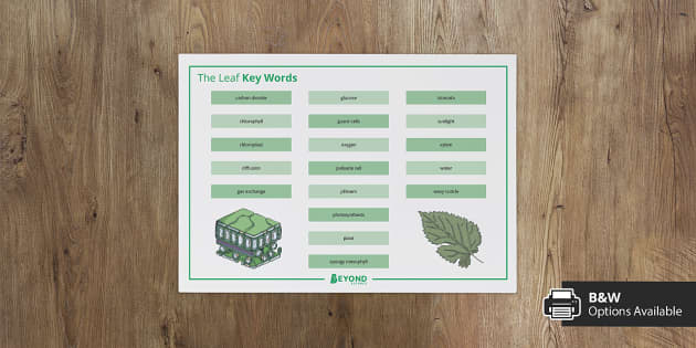 Leaf Word Mat (phát triển bởi giáo viên) - Twinkl