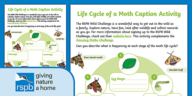 FREE! - Moth Life Cycle Activity | RSPB Nature Resources | Twinkl